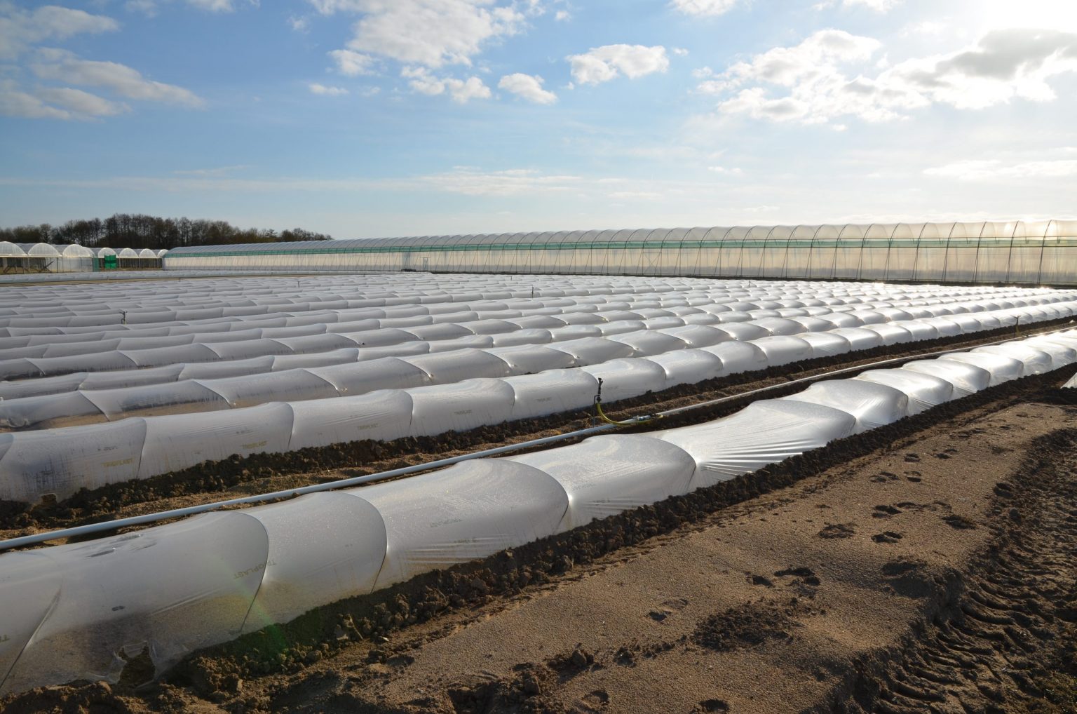 Plasticulture – Plasticulture give a tremendous contribution an ...