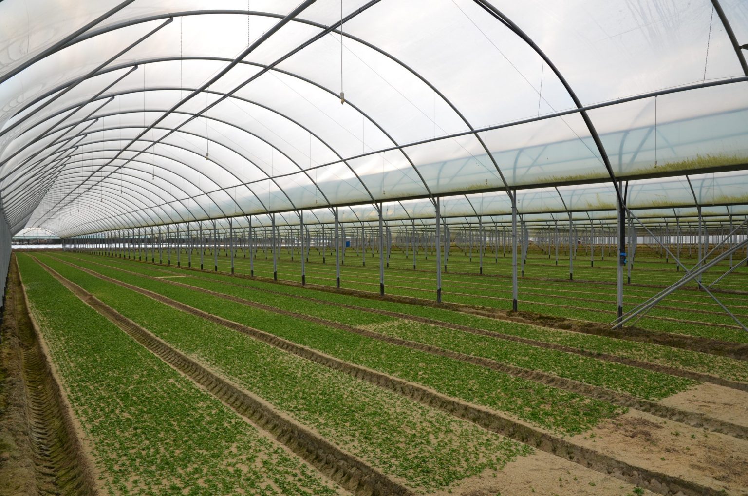 Plasticulture – Plasticulture give a tremendous contribution an ...